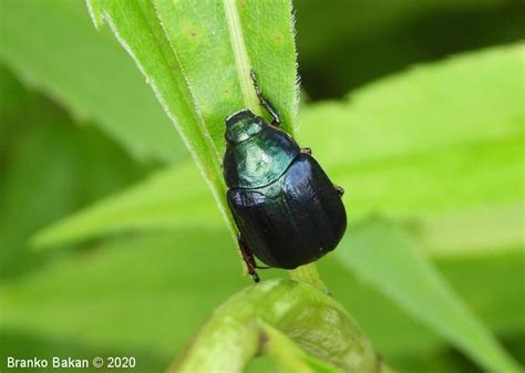 Julijski Hrošč Urbanatura