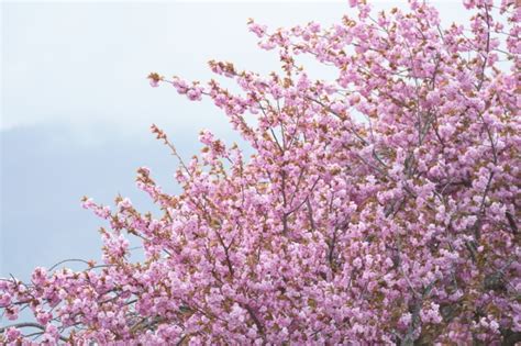 野沢温泉の八重桜満開 野沢温泉とその周辺いろいろ2