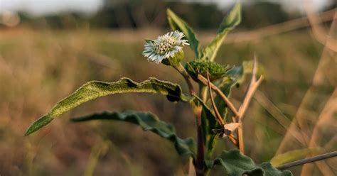 Best Camera App For Your Phone Lmc R17