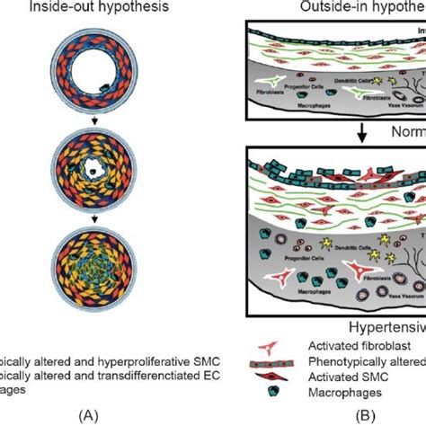 The Activated Adventitial Fibroblast Plays A Pivotal Role In The