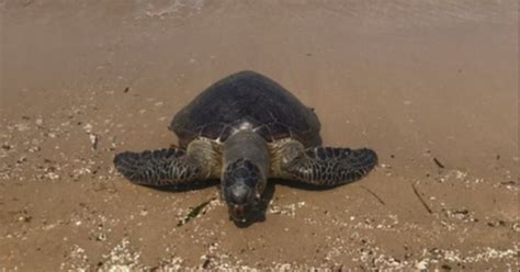 멸종위기종 푸른바다거북이 동해안서 죽은 채 발견