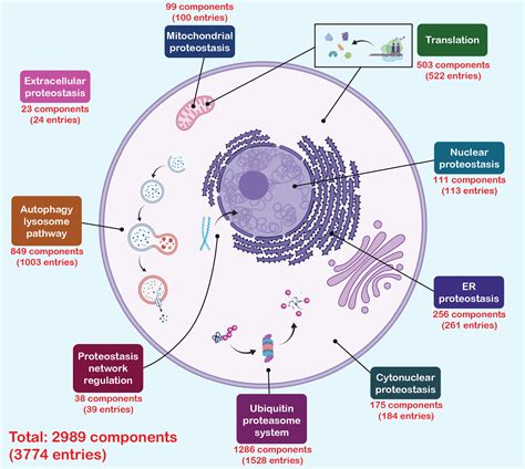 Human Proteostasis Network Annotation Proteostasis Consortium