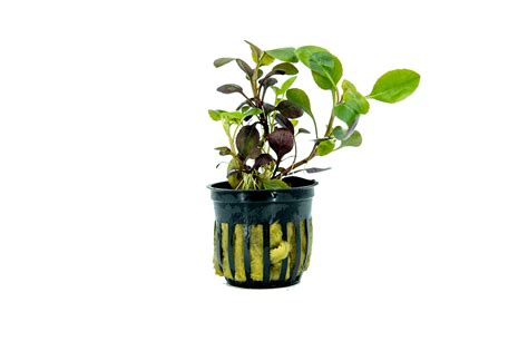 Aquatic Plants For Aquarium Aquarium Plants Splashy Fish