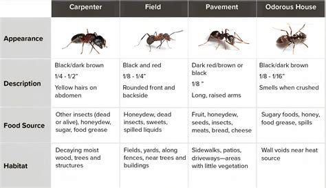 Free Printable Ant Identification Charts Pdf With Pictures