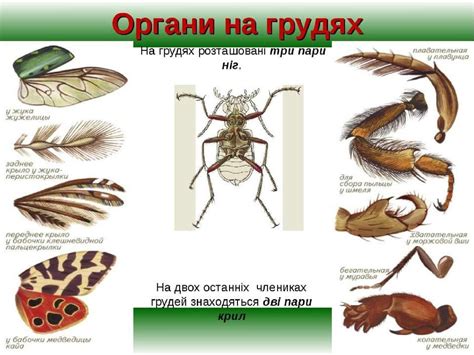 Практична робота №1 Виявлення прикладів пристосування до способу життя у комах Online