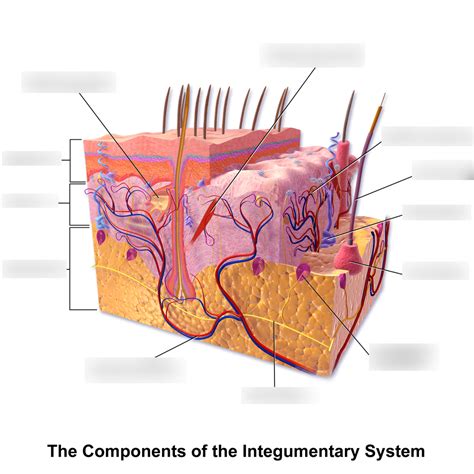 8 Dermis And Hypodermis Image Diagram Quizlet