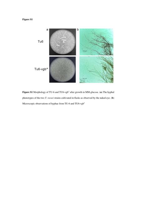 Pdf Improving Cellulase Production In Submerged Fermentation By The Expression Of A
