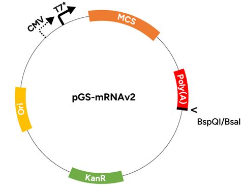 Mrna Applied Vector Genscript