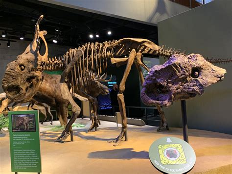 Pachyrhinosaurus Bones And Fossils By Petedraptor On Deviantart