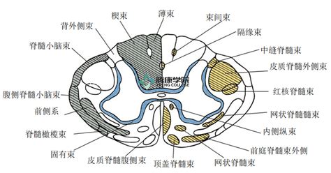 脊髓内部结构示意图 脊髓内部 伤感说说吧