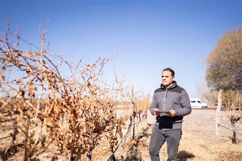 포도밭에서 디지털 태블릿으로 작업하는 중년 성인 남성 35 39세에 대한 스톡 사진 및 기타 이미지 35 39세 가을 검사 보기 Istock