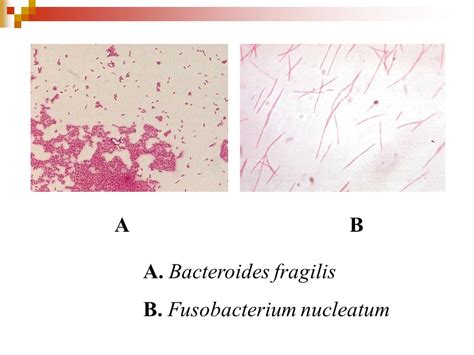 Bacteroides