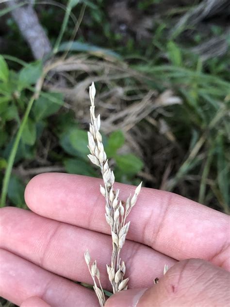 Bitter Panicgrass Search Native Plant Hub