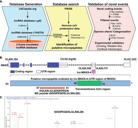 Proteogenomics Workflow Identifies Potential Micropeptides In Immune Download Scientific