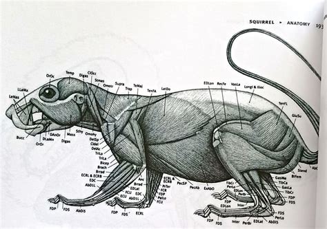 Squirrel Anatomy By Eliot Goldfinger