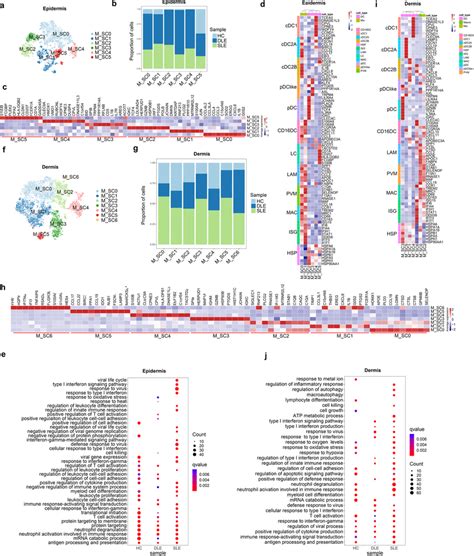 sub clustering analysis of macrophage dendritic cells macro dcs