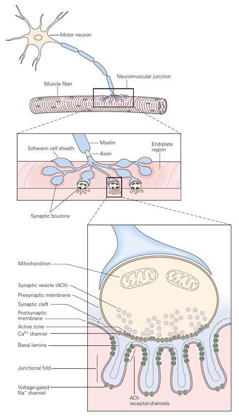 Synapses And Neurotransmitter Receptors Physiology