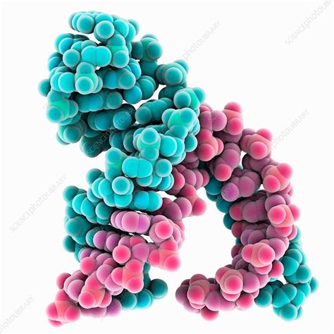 Hammerhead Ribozyme Molecule Stock Image C013 9609 Science Photo Library