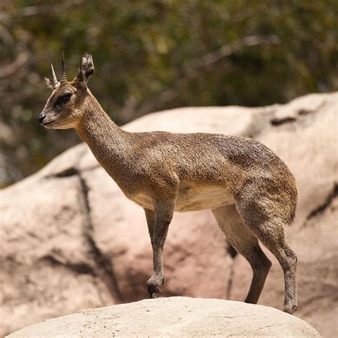 Klipspringer Experience Africa Hunting With Marvel Africa