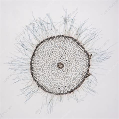 Agapanthus Root Light Micrograph Stock Image C058 0958 Science Photo Library