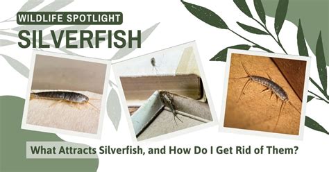What Attracts Silverfish And How To Get Rid Of Them Paragon Pest Control