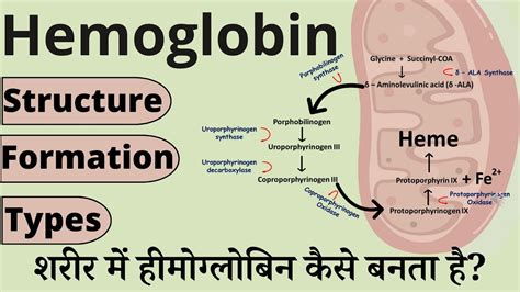 Hemoglobin Synthesis Formation Of Hemoglobin Structure Of Hemoglobin And Types Of Hemoglobin