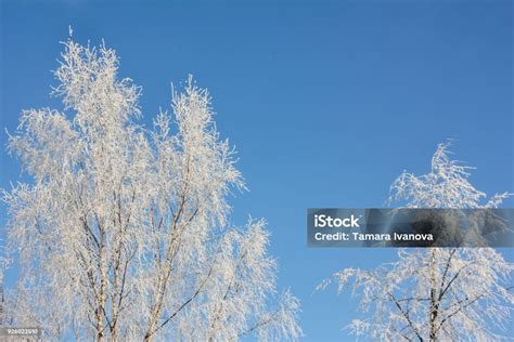 푸른 하늘 배경에 백 화입니다 겨울 하늘의 배경 흰색 분기 고정 부드럽게 파란과 백색 0명에 대한 스톡 사진 및 기타 이미지 0명 12월 1월 Istock