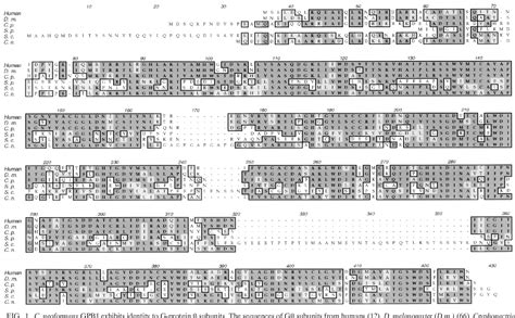 Figure 1 From Cryptococcus Neoformans For Mating And Haploid Fruiting In Subunit Gpb1 Is