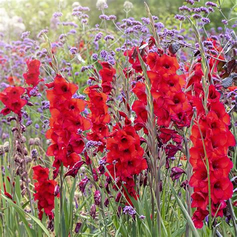 7 Summer Blooming Bulbs To Plant In Spring For Maximum Color