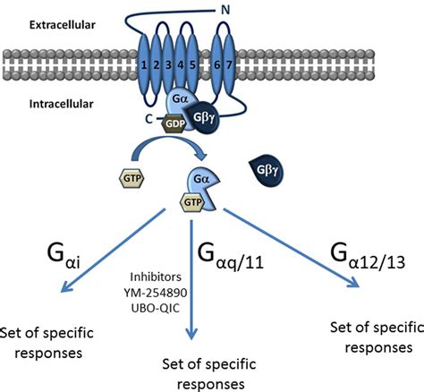 Gtp Binding Protein Alpha Subunits Gq G11 G Alpha Q Protein G Protein Gq G Protein Gq
