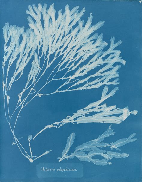 Blue Prints The Pioneering Photographs Of Anna Atkins Cooph