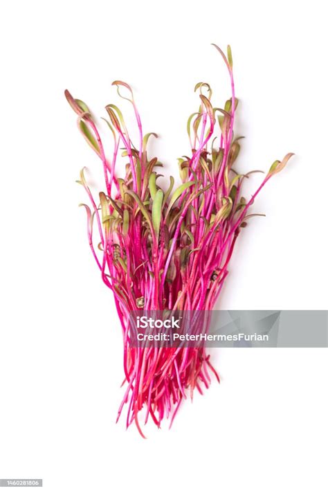 신선한 붉은 사탕 무우 마이크로 그린의 무리 비트 뿌리의 묘목 위에서 비트 뿌리에 대한 스톡 사진 및 기타 이미지 비트 뿌리