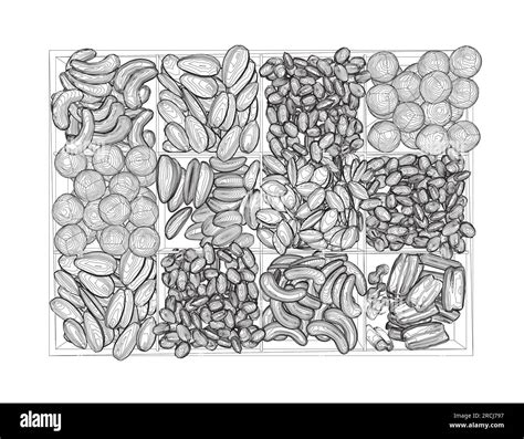 Vector Nuts Set Contour Vector Background Of Dry Nuts And Seeds Almond Cashew Peanut