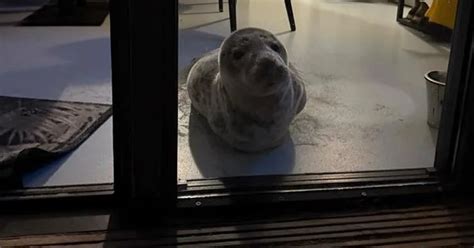 O Focă S A Strecurat în Camera Unui Hotel Din Olanda A Devenit