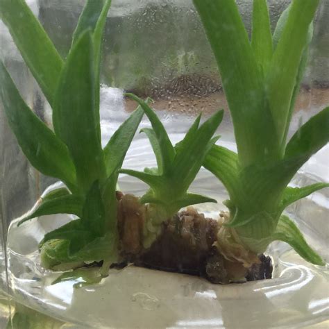 แลปเพาะเลี้ยงเนื้อเยื่อ ลำปาง