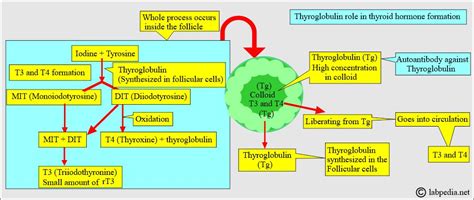 Anti Thyroglobulin Antibody Thyroid Autoantibody