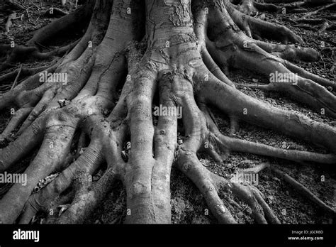Tree Roots Hi Res Stock Photography And Images Alamy