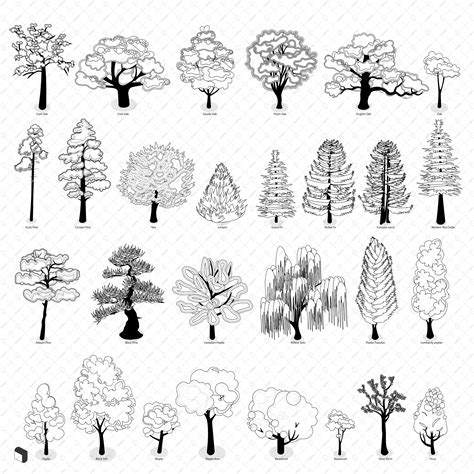 Axonometric Colorful And Black And White Trees With Names Toffu Co