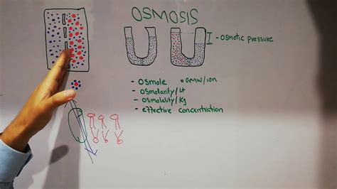 Guyton Chapter 4 Osmosis Summary Osmotic Pressure Osmolality
