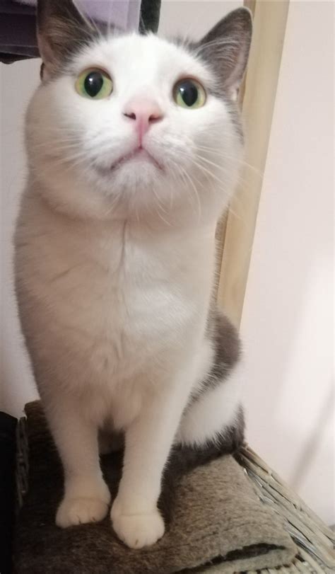 Мусь Ухуївающий On Twitter хронікимусі Давайте про смішні звички тих кого ви любите Мусічка