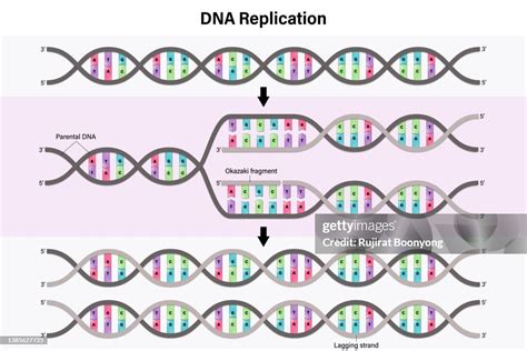 Diagram Of Dna Replication Process By Which A Double Stranded Dna Molecule Is Copied To Produce