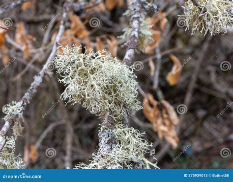 Lichens And Moss Like Forming Colonies On Tree Branches A Way Of Life In Nature Stock Image