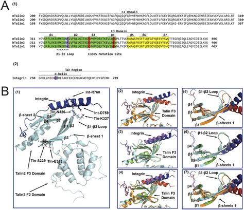Superimposition Of Talin Integrin Complexes A Sequence Alignment Of Download Scientific