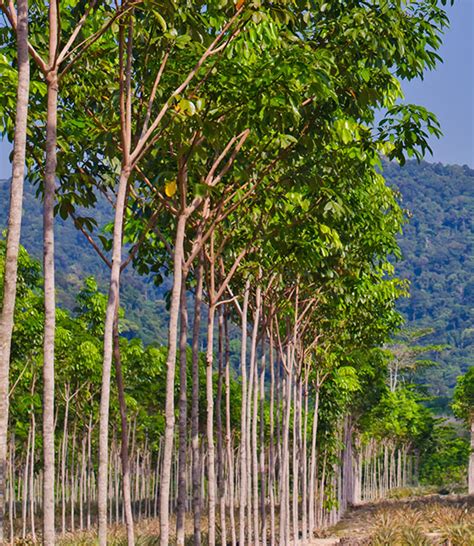 New Trees More Tree Variants Voters Inkarnate