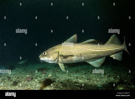 Atlantic Cod