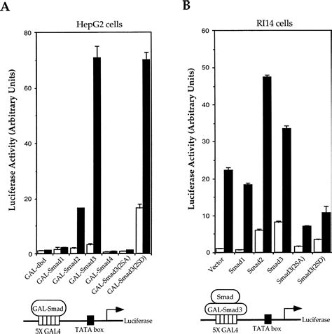 The Tumor Suppressor Smad4 Dpc4 And Transcriptional Adaptor Cbp P300