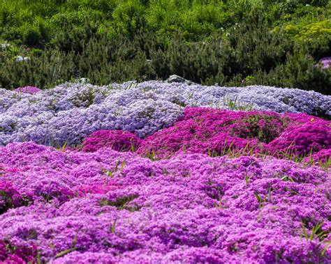 Grow These Fabulous Phlox Varieties For Beds Borders And Pots