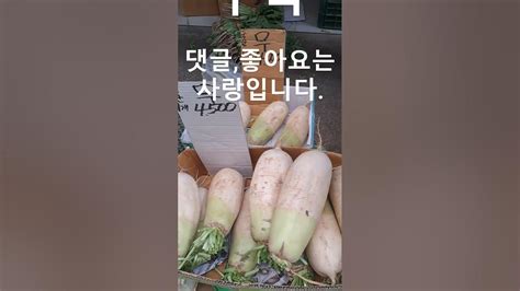 무가 아주 실하네~ 무우 Shorts Youtube