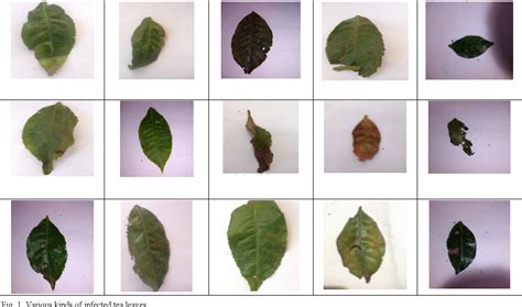 Table 1 From Tea Leaf Disease Detection Using Deep Learning Based Convolutional Neural Networks