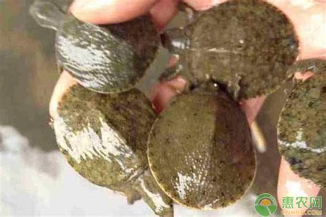 水鱼吃什么 惠农网